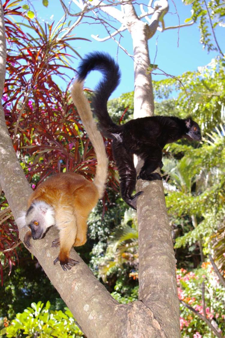 Western University - Climate change and deforestation may drive tree ...