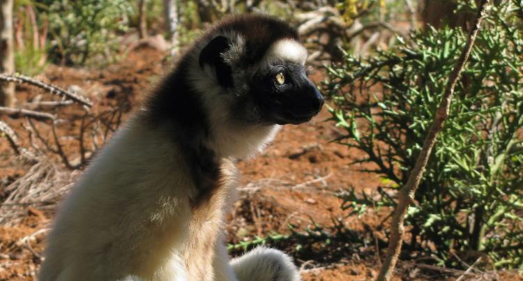 Western University - Climate change and deforestation may drive tree ...