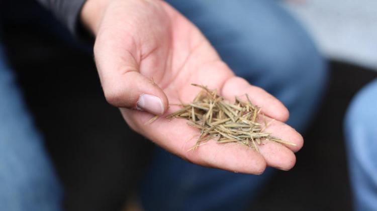 Trent University - Bringing Manoomin Education from the Land into the ...
